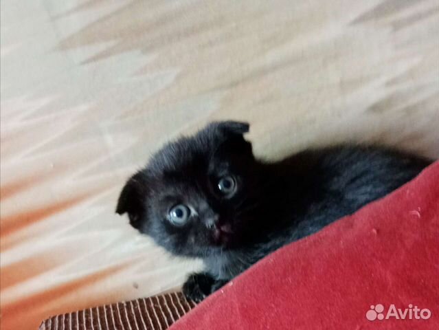 Штланский мальчик