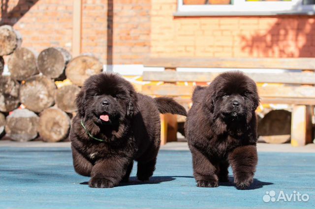 Ньюфаундленд шикарные щенки