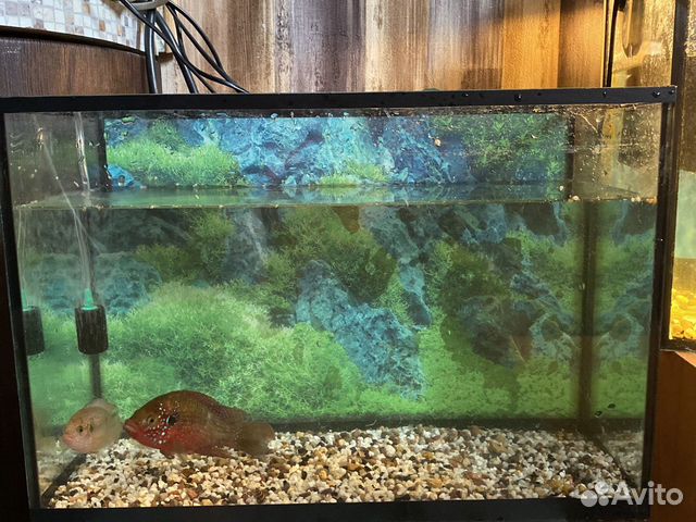 Аквариум с рыбками