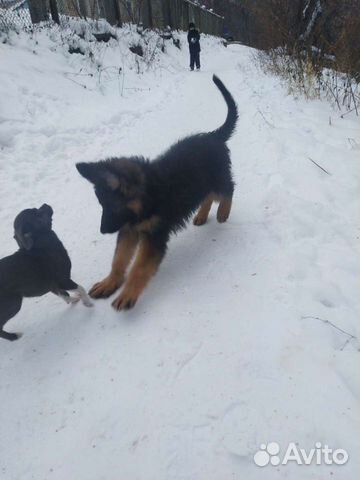 Щенки немецкой овчарки длинношерстной