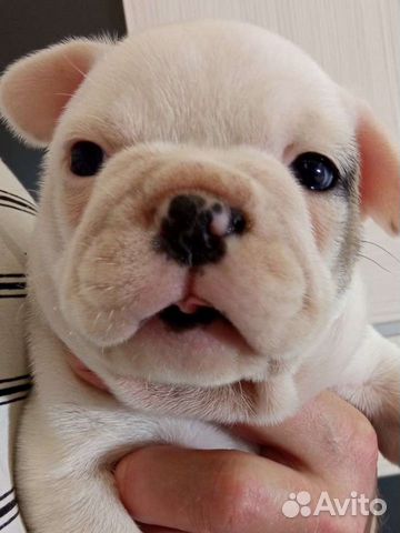 Французский бульдог мальчик