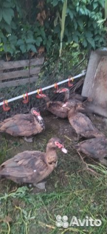 Инкубационое яйцо индоутки