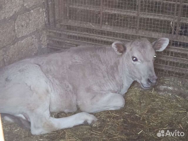 Быки на племя