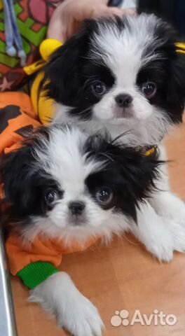 Чудесные щенки японского хина