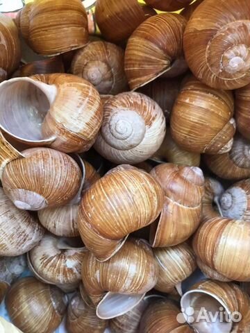 Раковина виноградной улитки