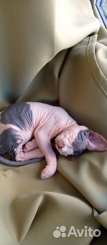 Донской сфинкс