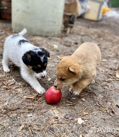 Щенки 1 месяц