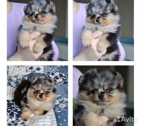 Мальчик эксклюзивного окраса по кличке Ford