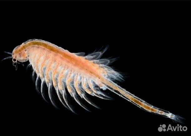 Артемия цисты (яйца)