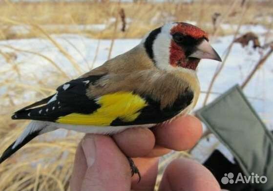 Птица щегол