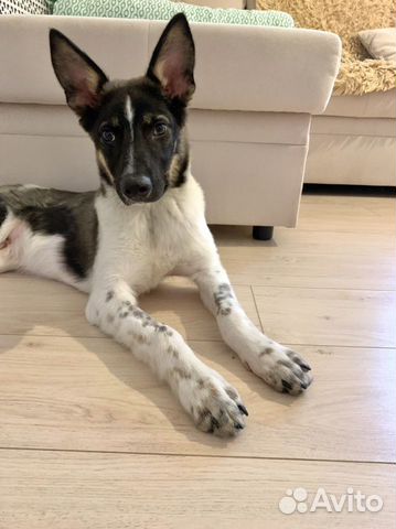 Собака, кастрирован, 5,5 мес, привит