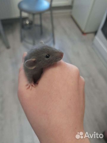 Крысята дамбо