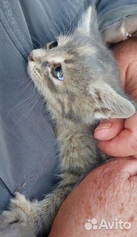 Котенок,выброшенный на смерть