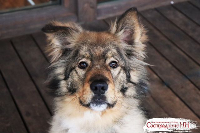 Собака ищет дом