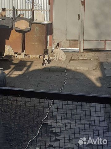 Щенки
