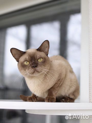 Выведен из разведения