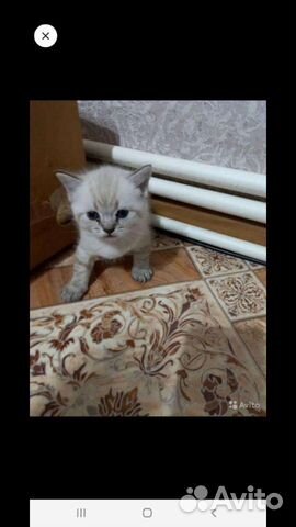 Шотландская Кошка
