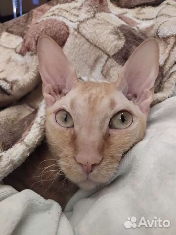 Кот Донской сфинкс вязка