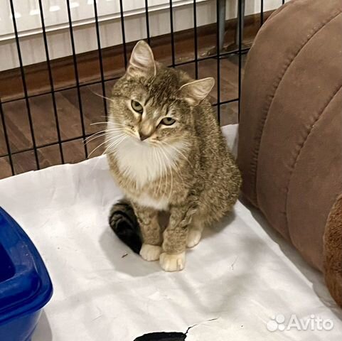 Кошечка после тяжелой операции и болезни