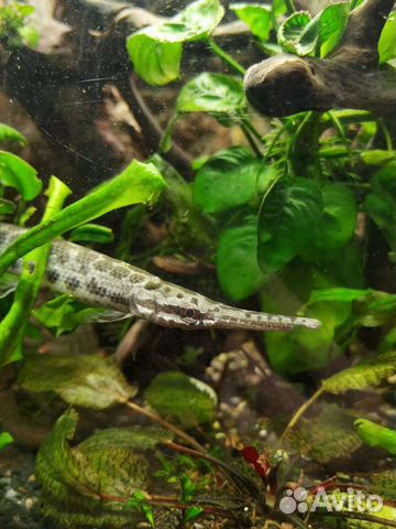 Панцирная щука