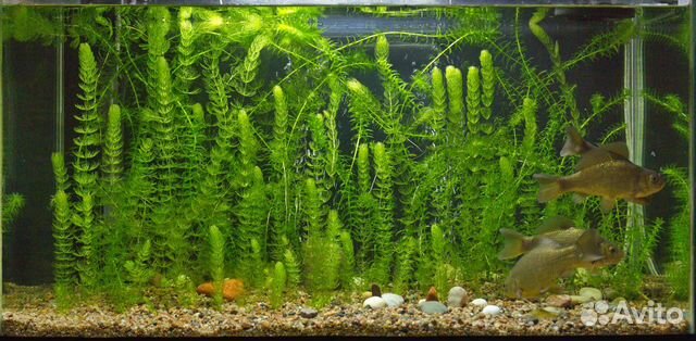 Элодея канадская