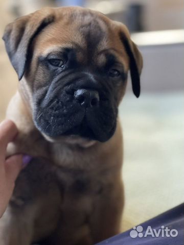 Бульмастиф девочка