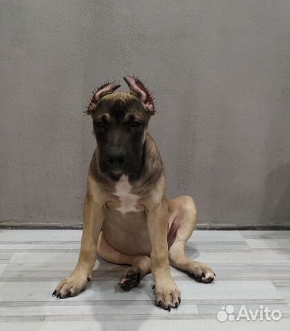 Крупный щенок прайтера