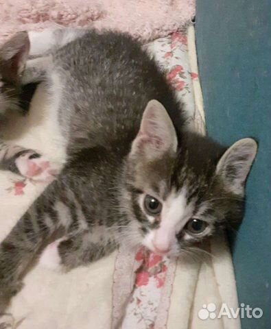 Котенок девочка полтора месяца