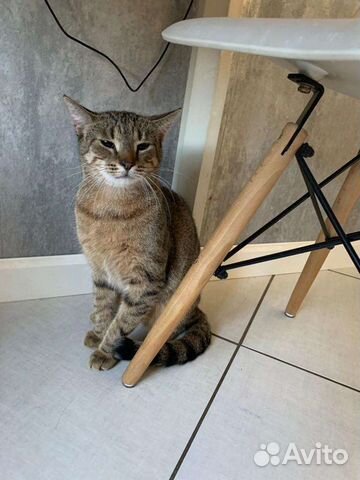 Котик ищет дом