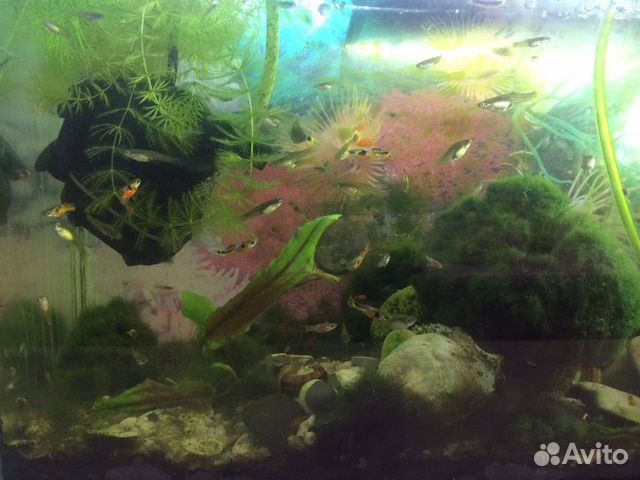 Гуппи эндлера