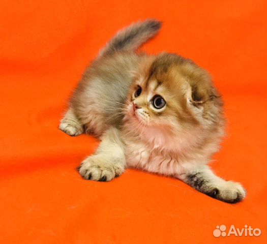 Плюшевые золотинки