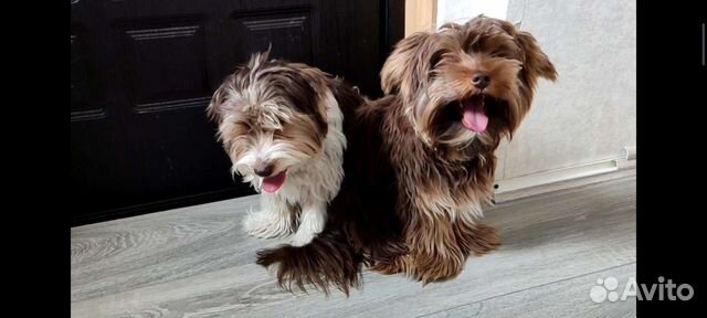 Йоркширский терьер щенки,стандарт,биро