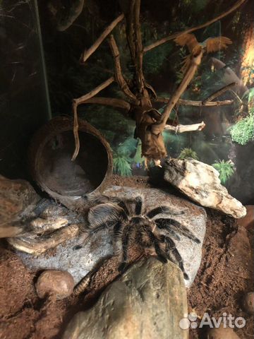 Паук птицеед