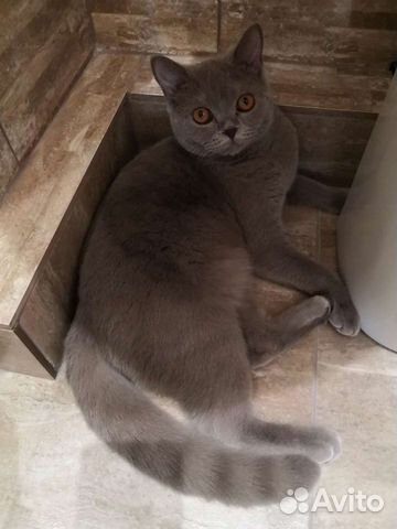 Вязка британка