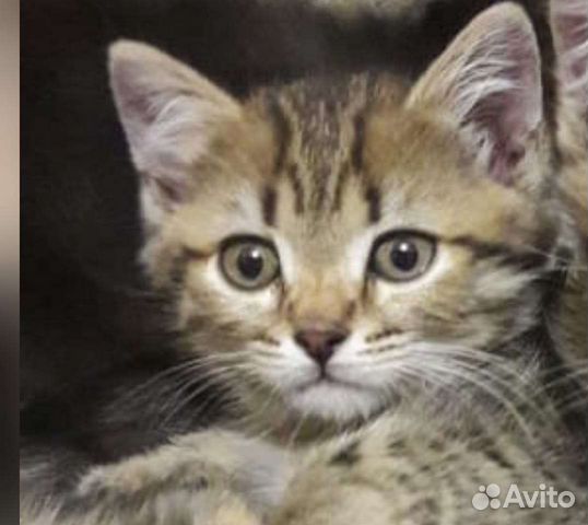 Кошка