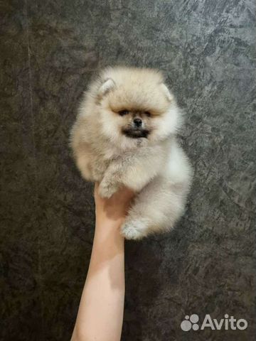 Супер курносый мальчишка