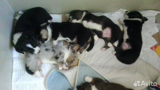 Маленькая собака вельш корги кардиган