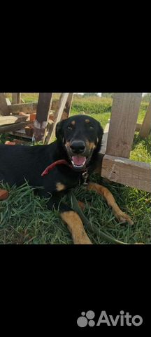 Собаки бесплатно в добрые руки