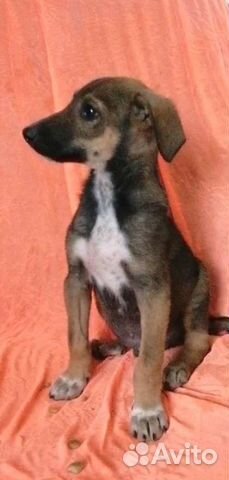 Щенок в добрые руки