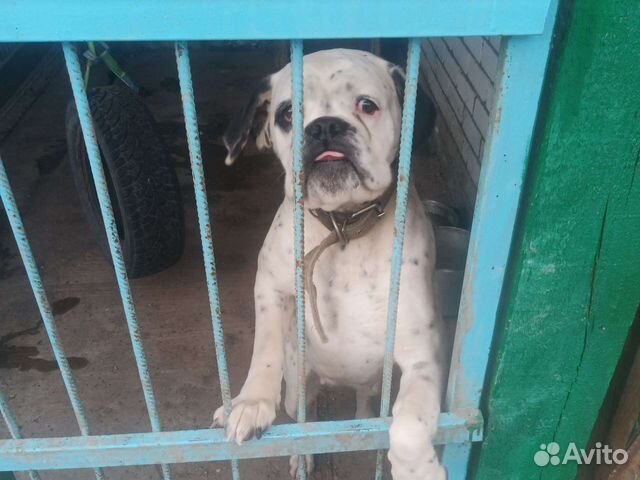 Немецкий боксер вязка