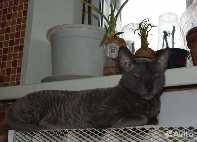 Корниш рекс взрослая кошечка