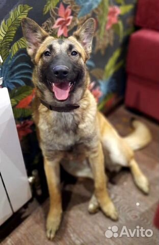 Собака Айва ищет хозяина. Отдадим в хорошие руки