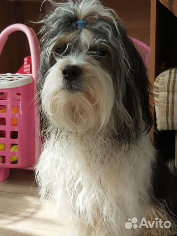 Болонка (вязка)