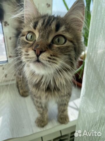 Котенок в добрые руки