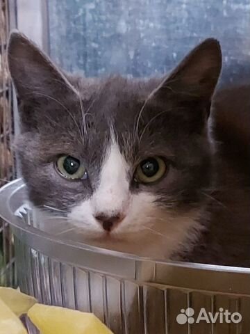 Котик 4 месяца