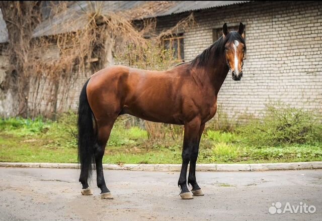 Спортивный жеребец в самые лучшие ручки