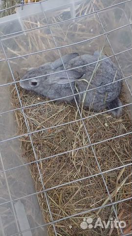 Кролики серый великан