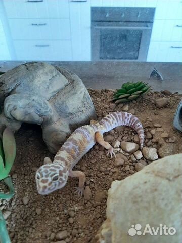 Эублефар в террариуме