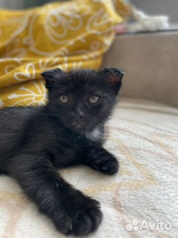 Котята в добрые руки. Британские котята