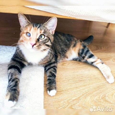 Котёнок, особенная малышка в добрые руки